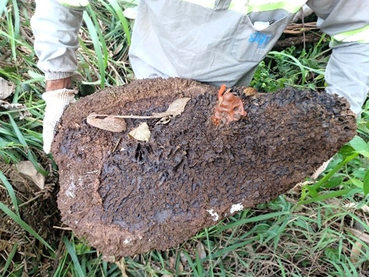 Importância do Resgate de Abelhas Sem Ferrão (Meliponíneos) em ...